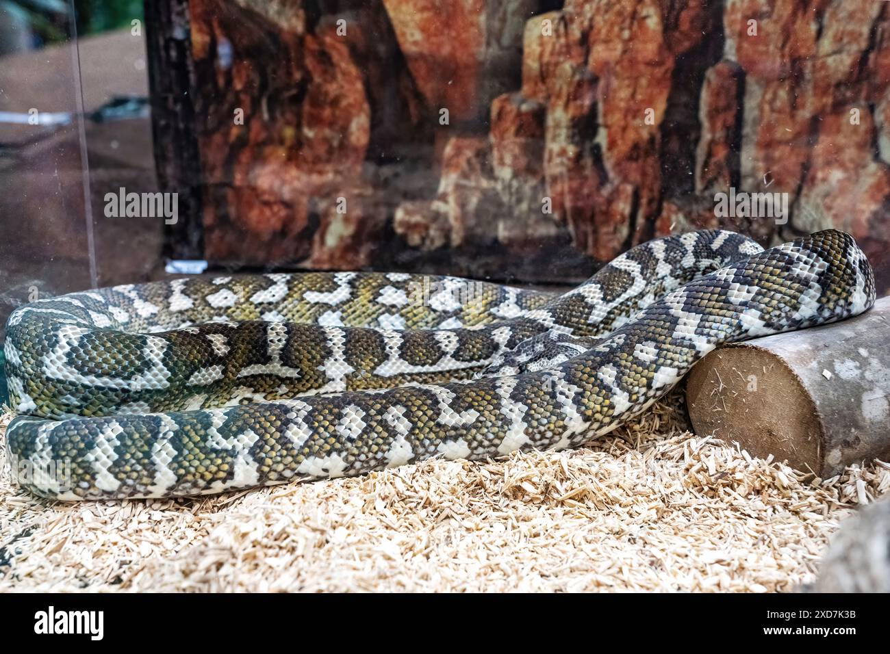 Snake in the acrylic cabinet waiting to be sold. It's a popular pet in ...