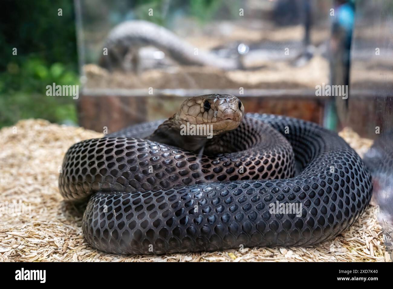 Snake in the acrylic cabinet waiting to be sold. It's a popular pet in ...