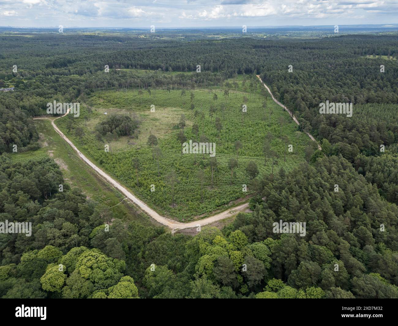 General aerial view of Swinley Forest near Bracknell, Berkshire, UK ...