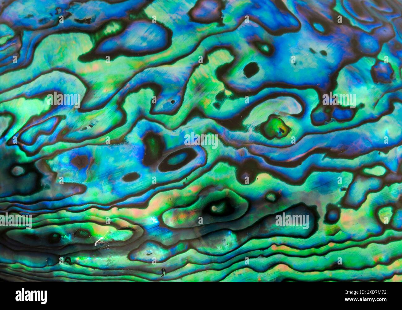 Green abalone hi-res stock photography and images - Alamy