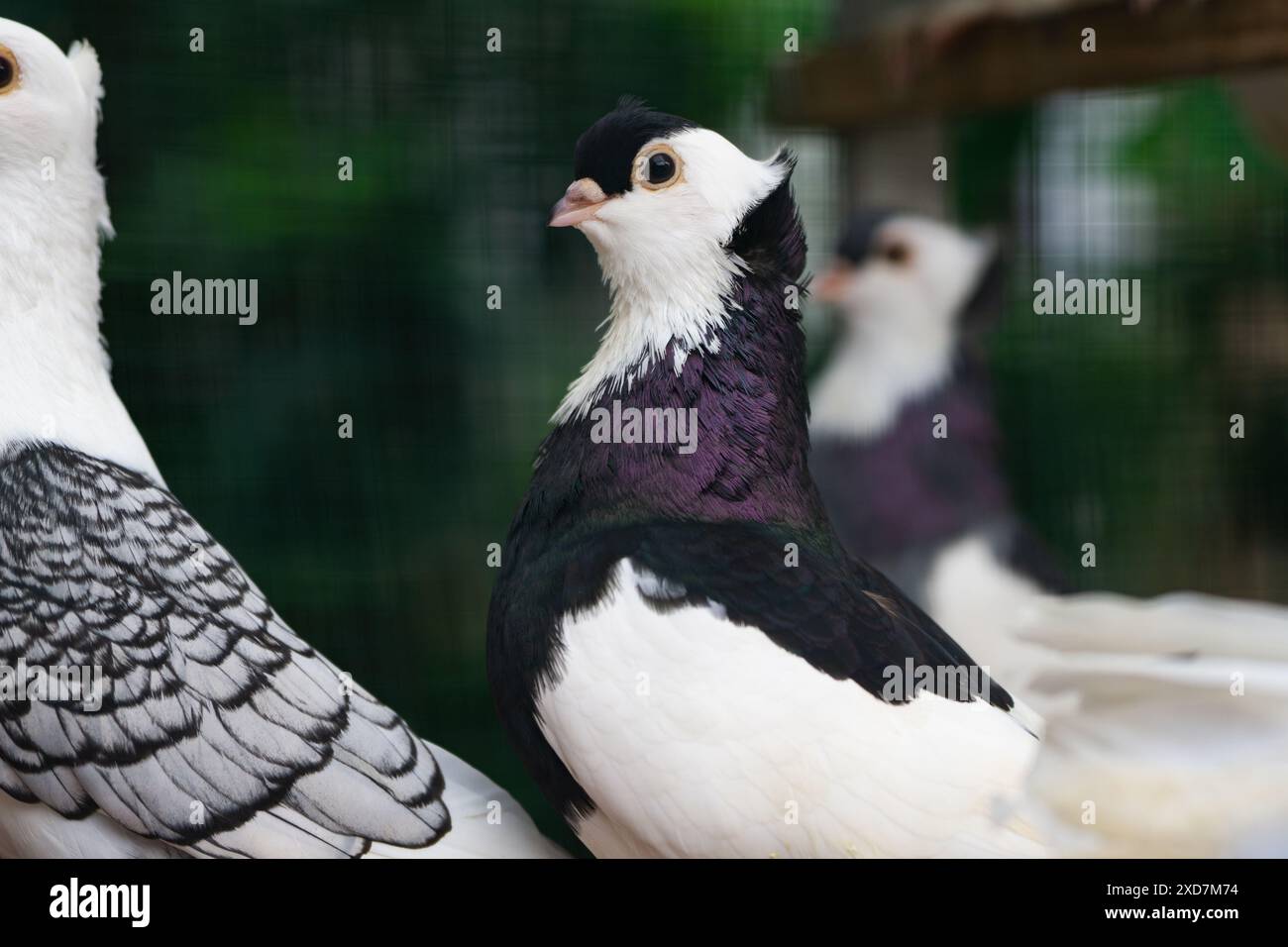 Distinctive wing structure hi-res stock photography and images - Alamy