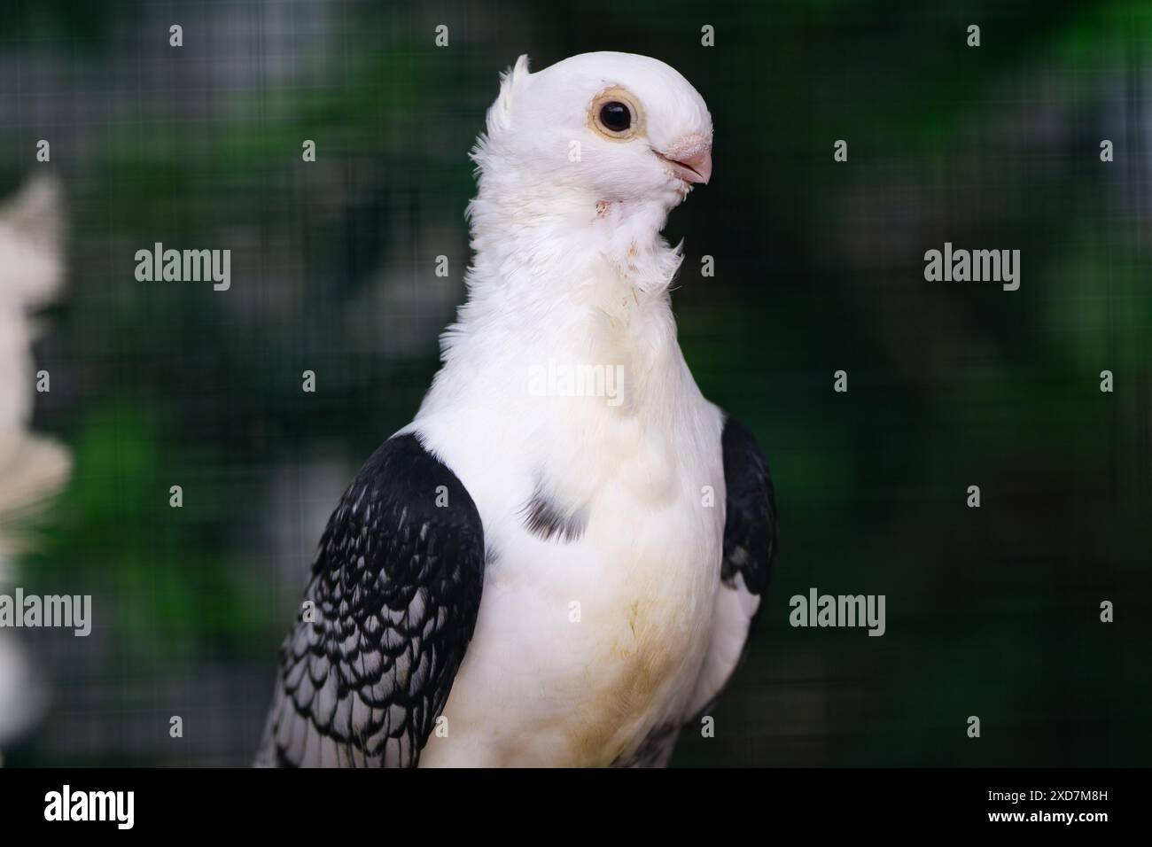 Close up of Black and White Pigeon with Unique Wing Pattern, Bird ...