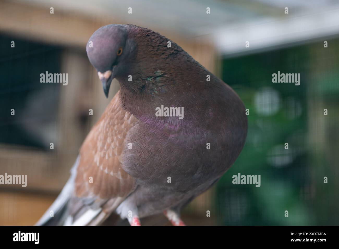 Colorful Pigeon Detailed Close Up in Aviary, Bird Photography Stock ...