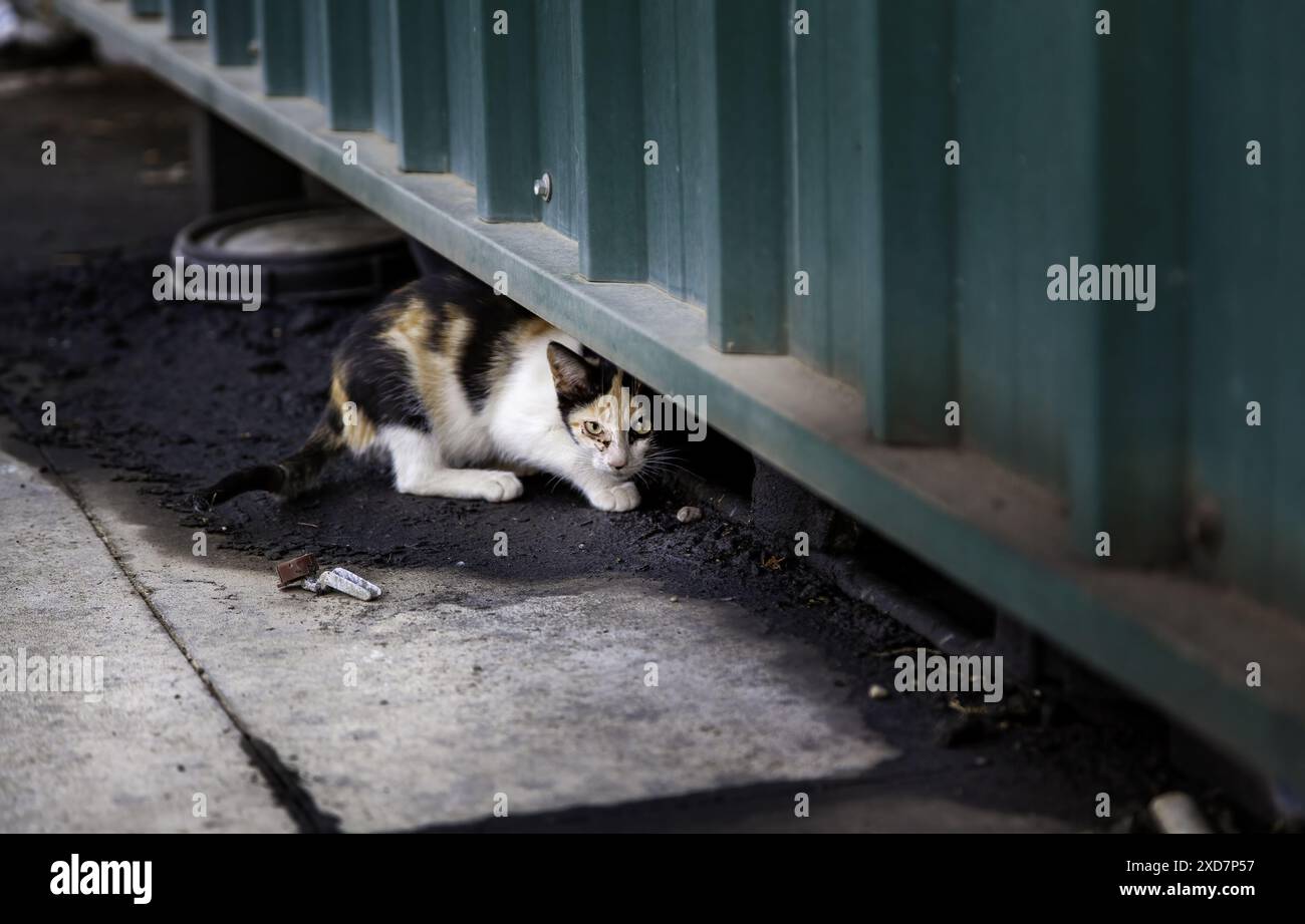 Detail of domestic animals abandoned in the street, animal abuse Stock ...