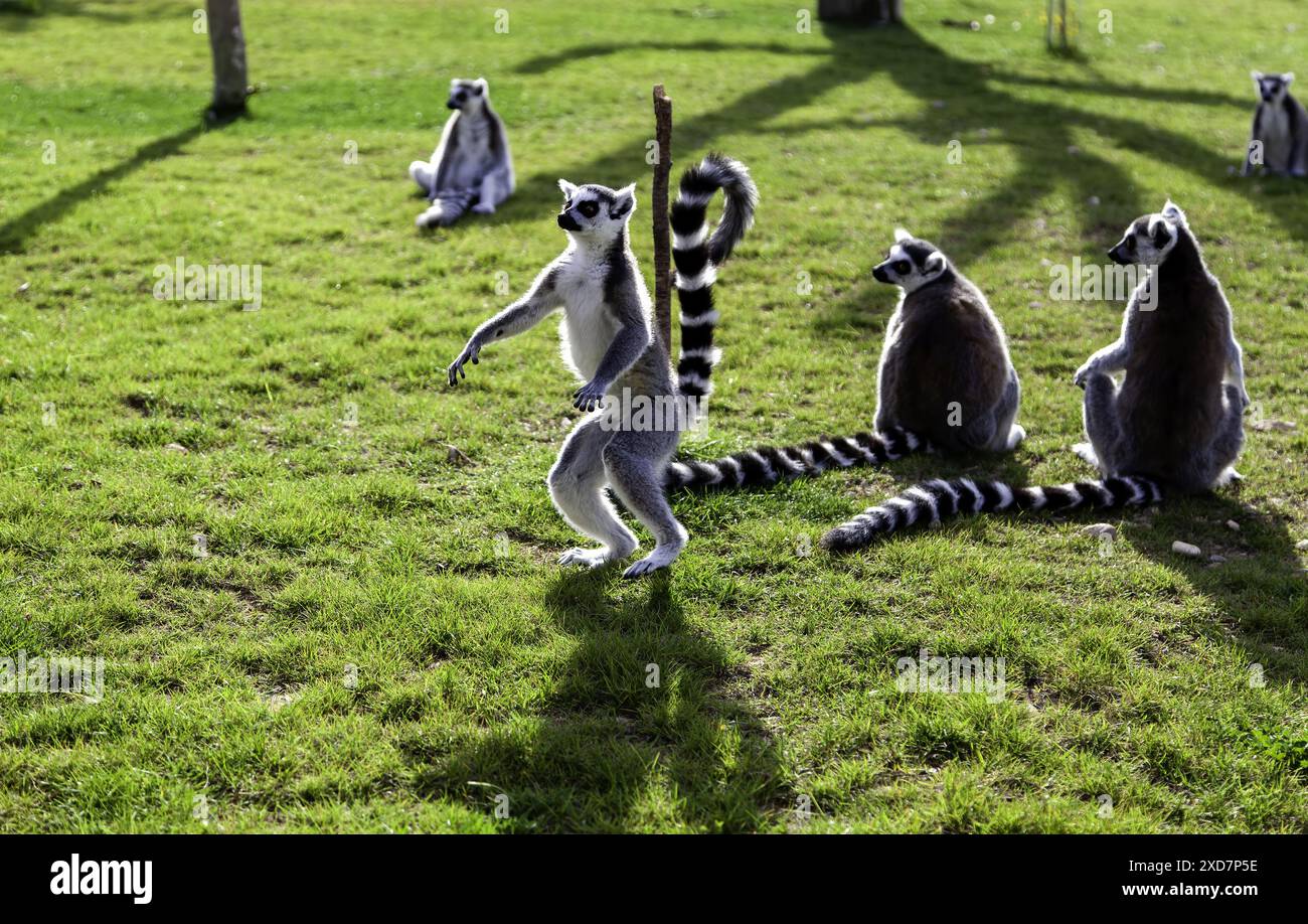 Detail of monkeys in freedom, a protected exotic animal Stock Photo - Alamy