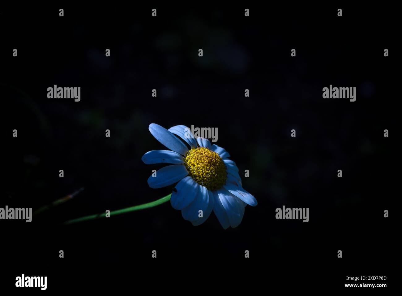 A single white daisy flower with a yellow center is illuminated against ...