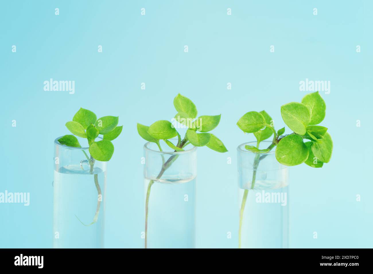 Small plants germinate in test tube on a blue background. studying ...