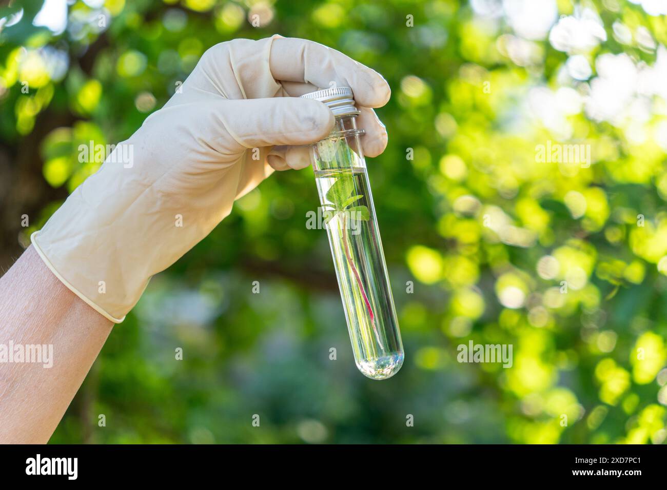 Science, plants in test tube and lab research on growth and development ...