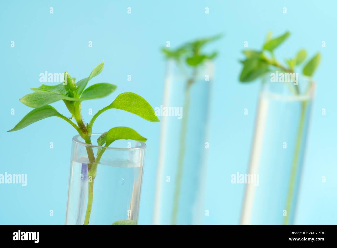 Genetically modified plant tested . Ecology laboratory exploring new ...