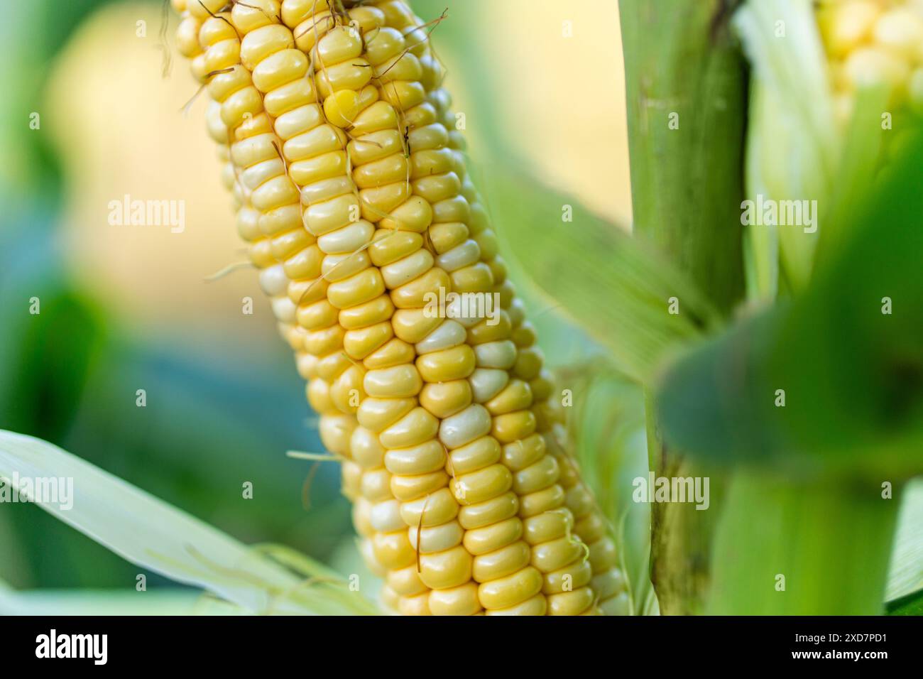 Corn cobs and corn kernels hi-res stock photography and images - Alamy