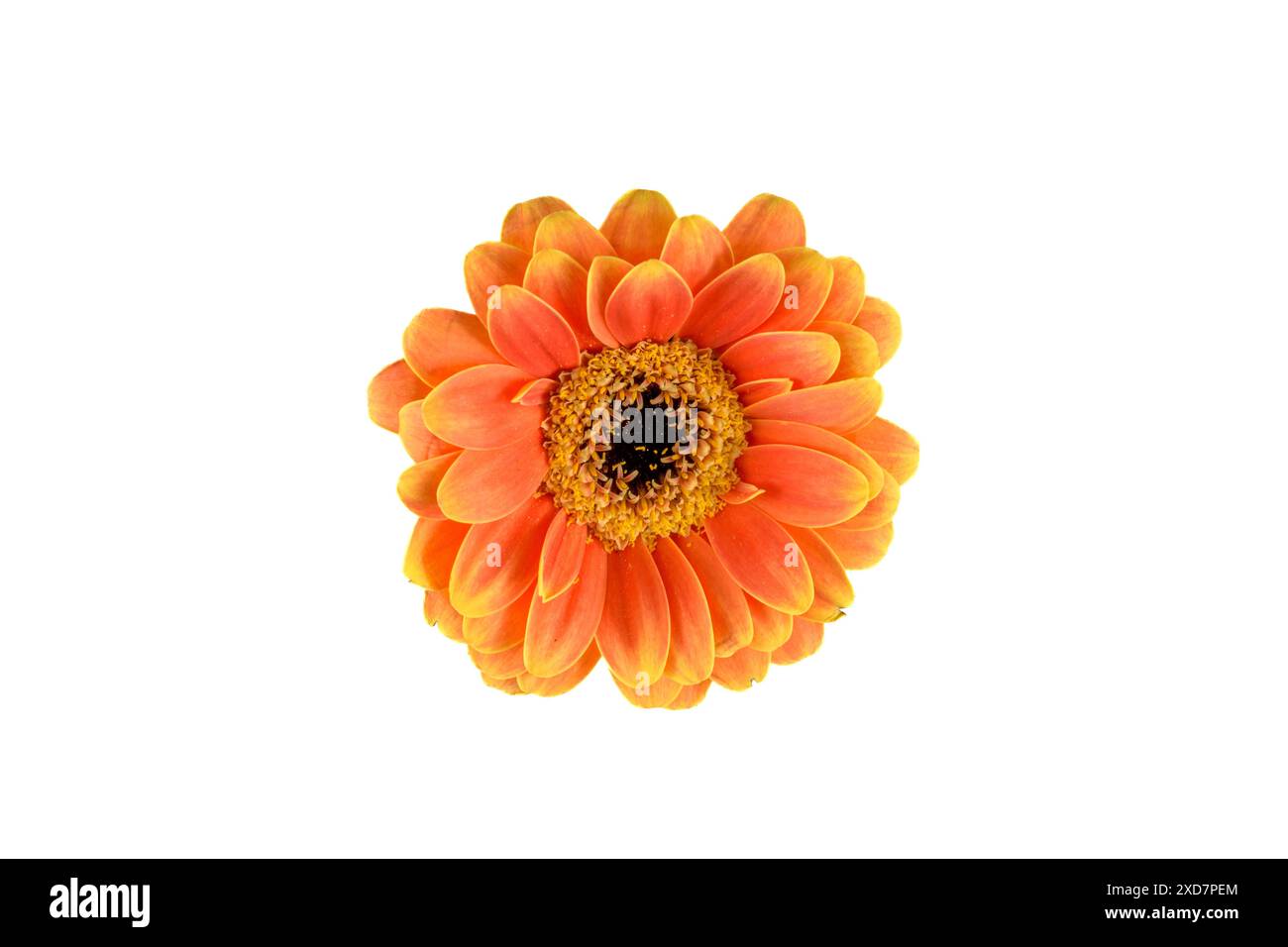 orange gerber flower isolated on white background Stock Photo - Alamy