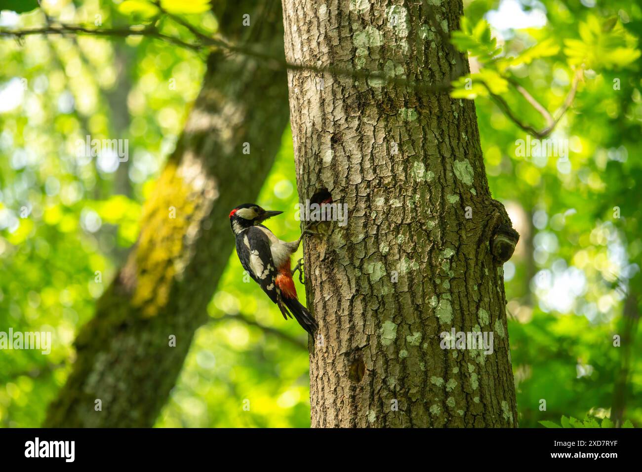 A baby woodpecker inside the tree hole nest. Great Spotted Woodpecker ...