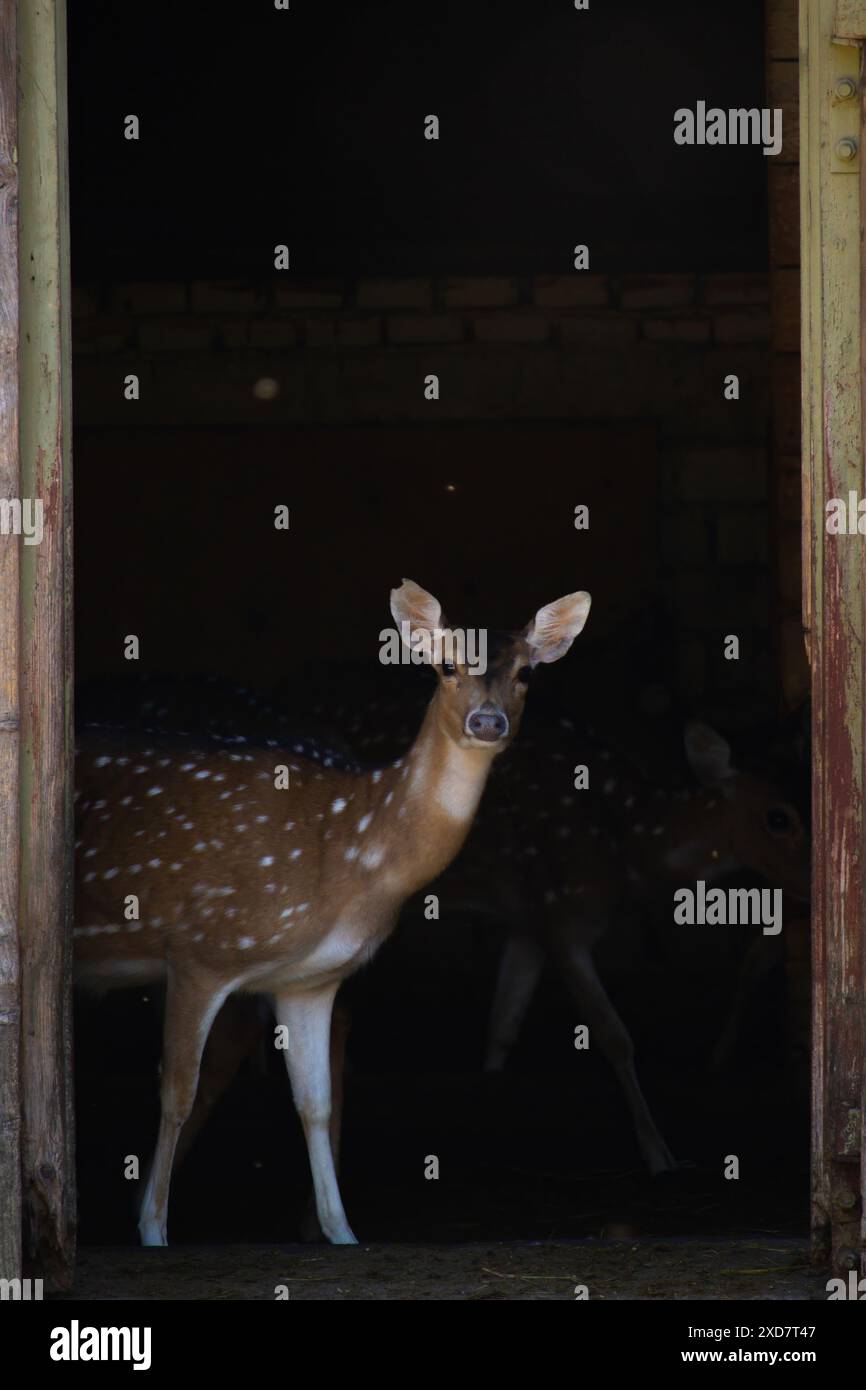 Chital or cheetal deer (Axis axis) also known as spotted deer or axis ...