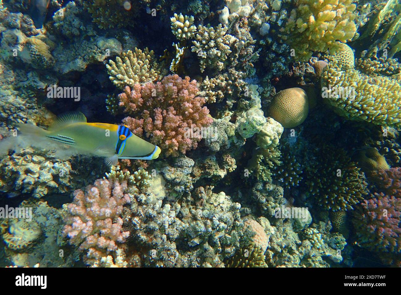 Trigger fish diving in red hi-res stock photography and images - Alamy