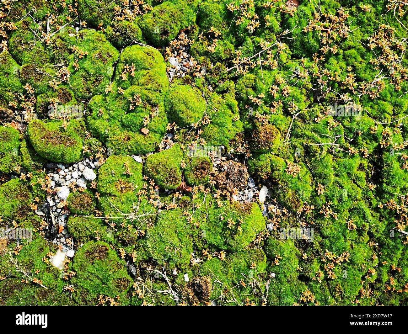 green moss texture as very nice natural background Stock Photo - Alamy