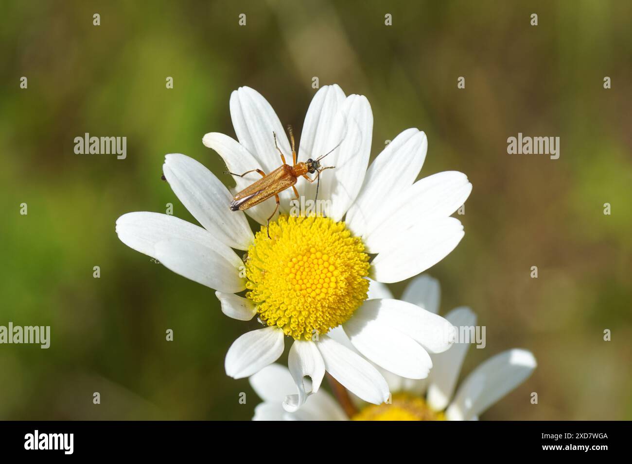 Female false blister beetle, Oedemera podagrariae. Family Oedemeridae ...