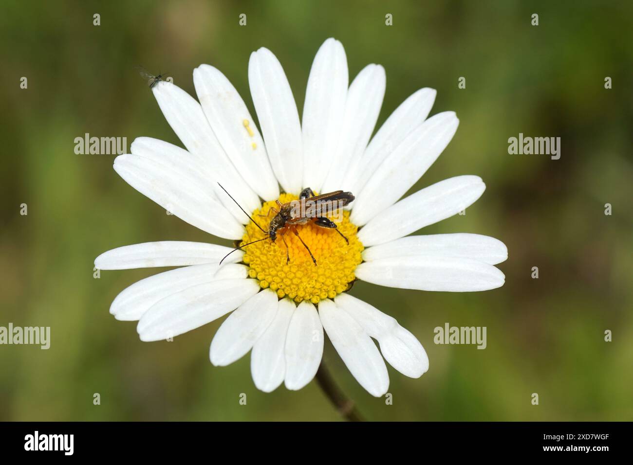 Male false blister beetle, Oedemera podagrariae. Family Oedemeridae. On ...