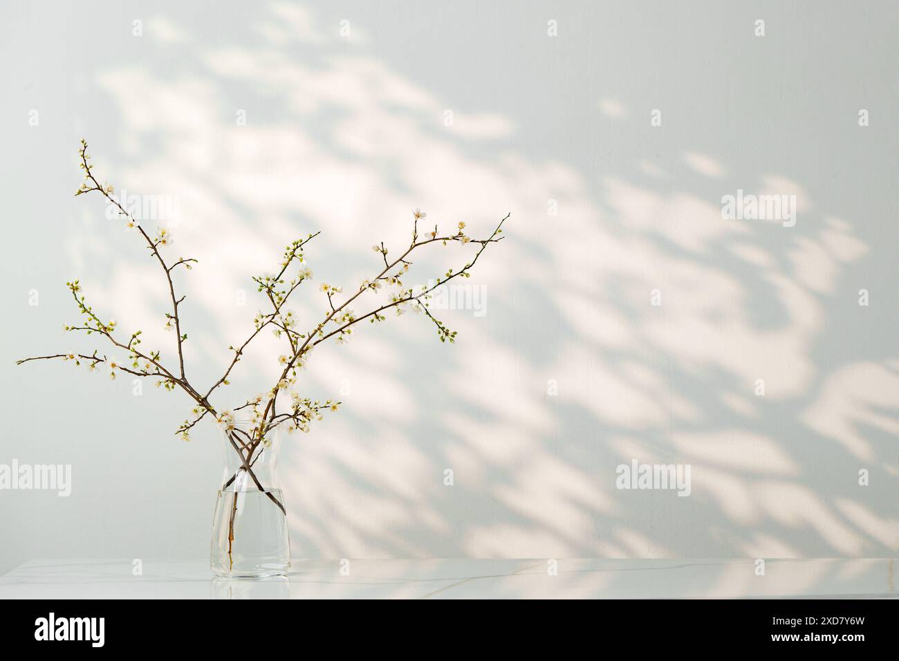 Blooming spring branches with flowers and its shadow on white ...