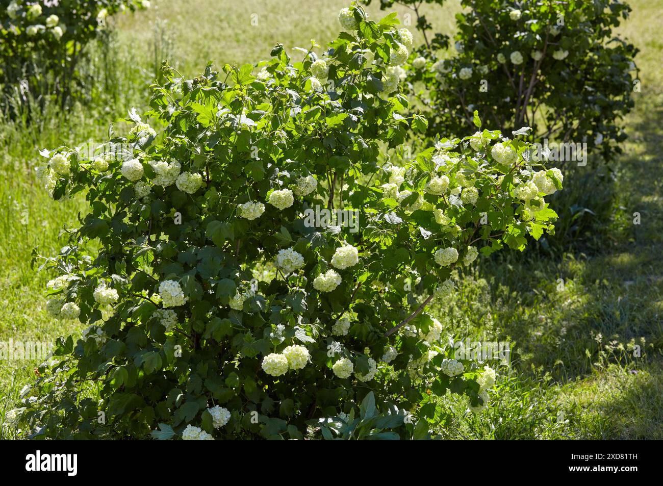 Beautiful white balls of blooming Viburnum opulus Roseum in a spring ...
