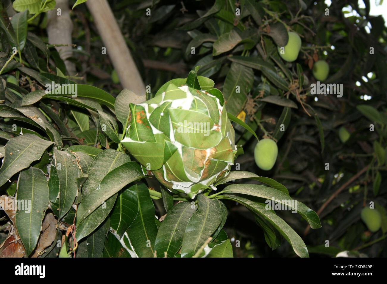 Asian weaver ant (Oecophylla smaragdina) nest on a tree : (pix Sanjiv ...