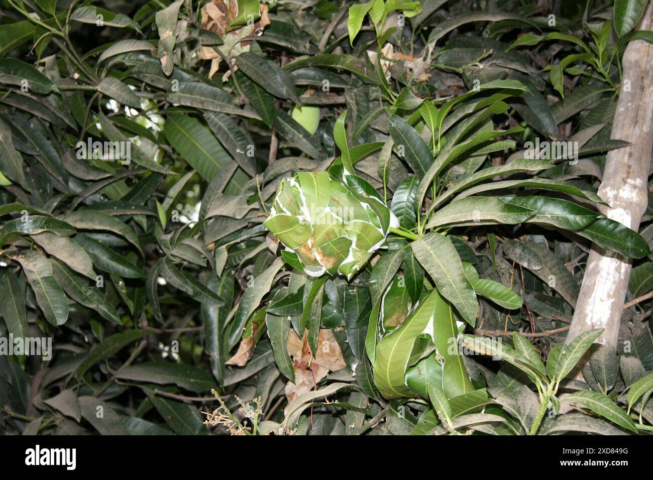 Asian weaver ant (Oecophylla smaragdina) nest on a tree : (pix Sanjiv ...