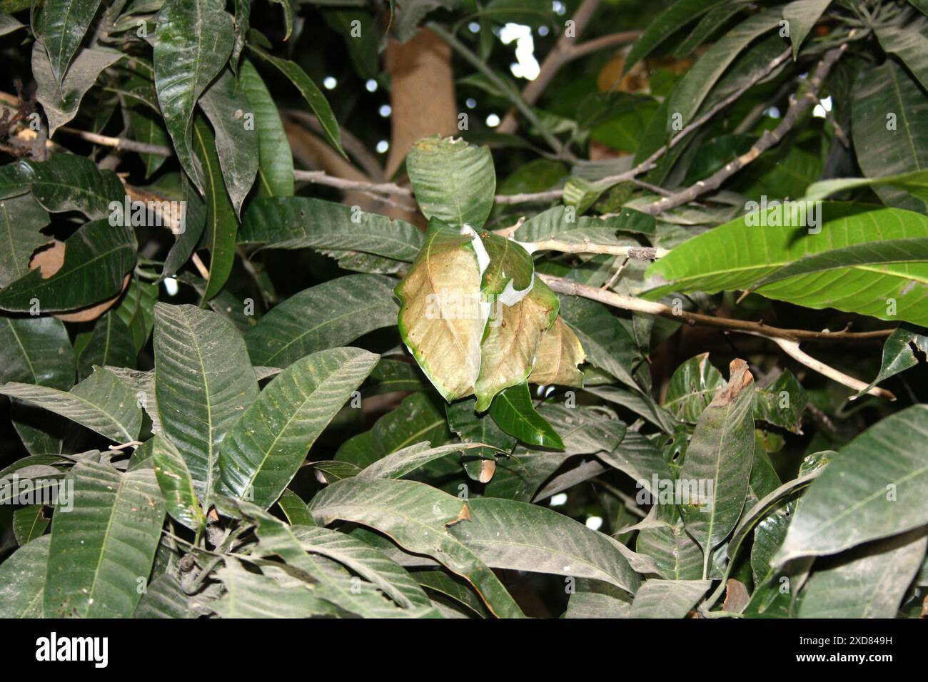 Asian weaver ant (Oecophylla smaragdina) nest on a tree : (pix Sanjiv ...