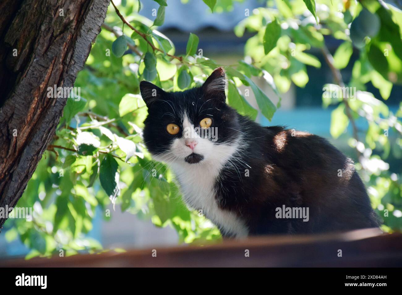 Well fed fat cat sitting near the door of the grocery store Stock Photo ...