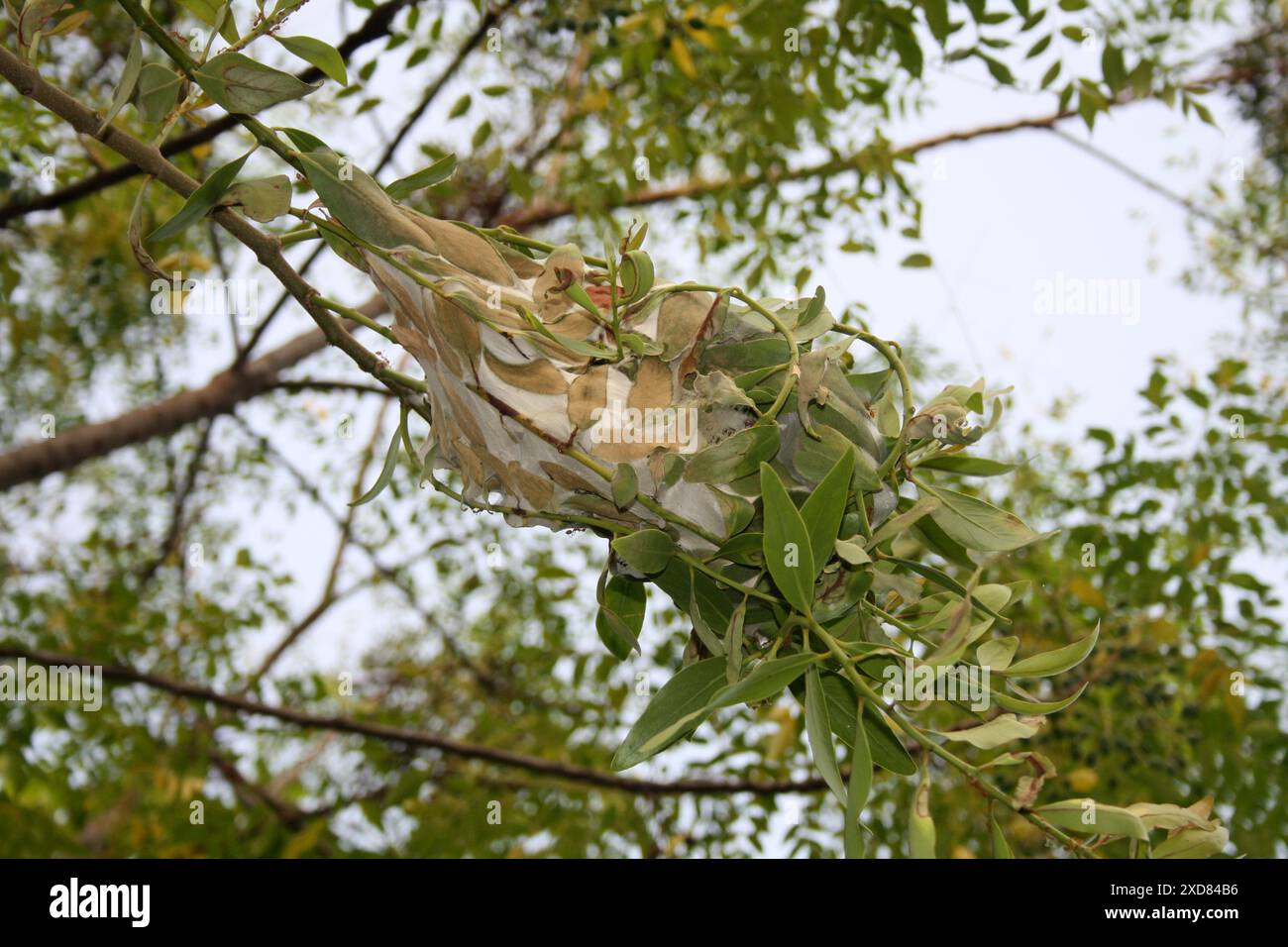 Asian weaver ant (Oecophylla smaragdina) nest on a tree : (pix Sanjiv ...