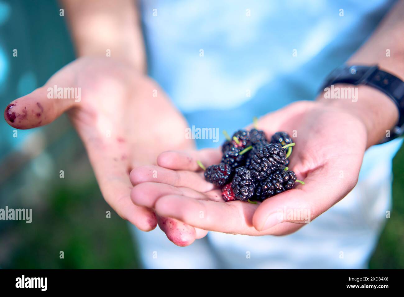 young man eats a mulberry, has stained his hands, tongue, and face with ...