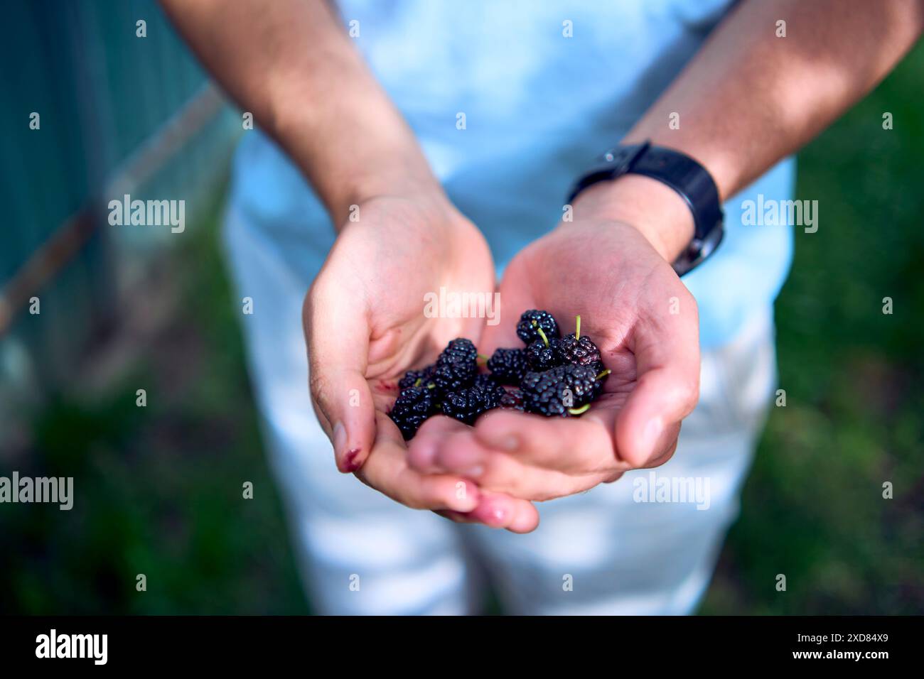 young man eats a mulberry, has stained his hands, tongue, and face with ...