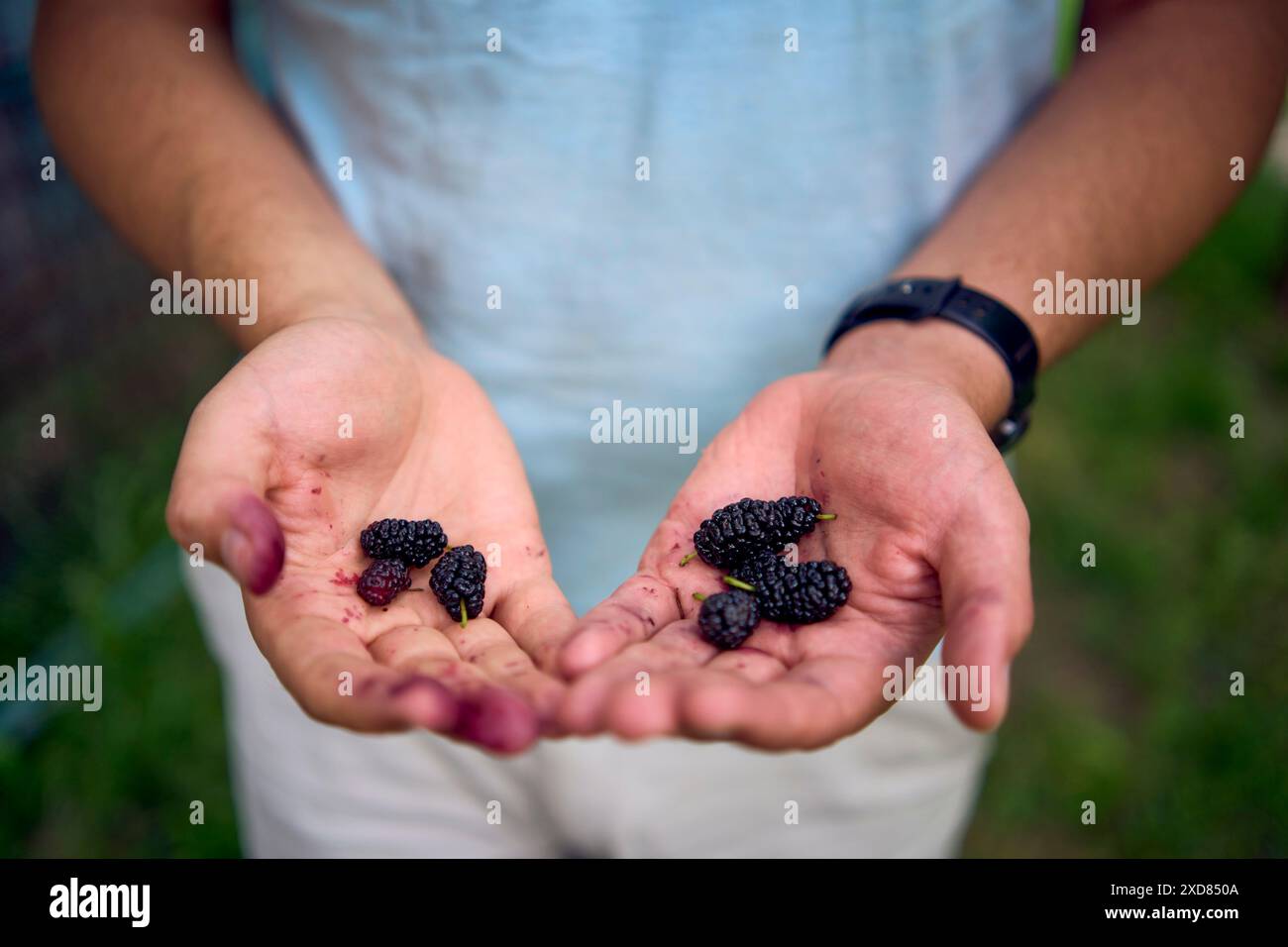 young man eats a mulberry, has stained his hands, tongue, and face with ...