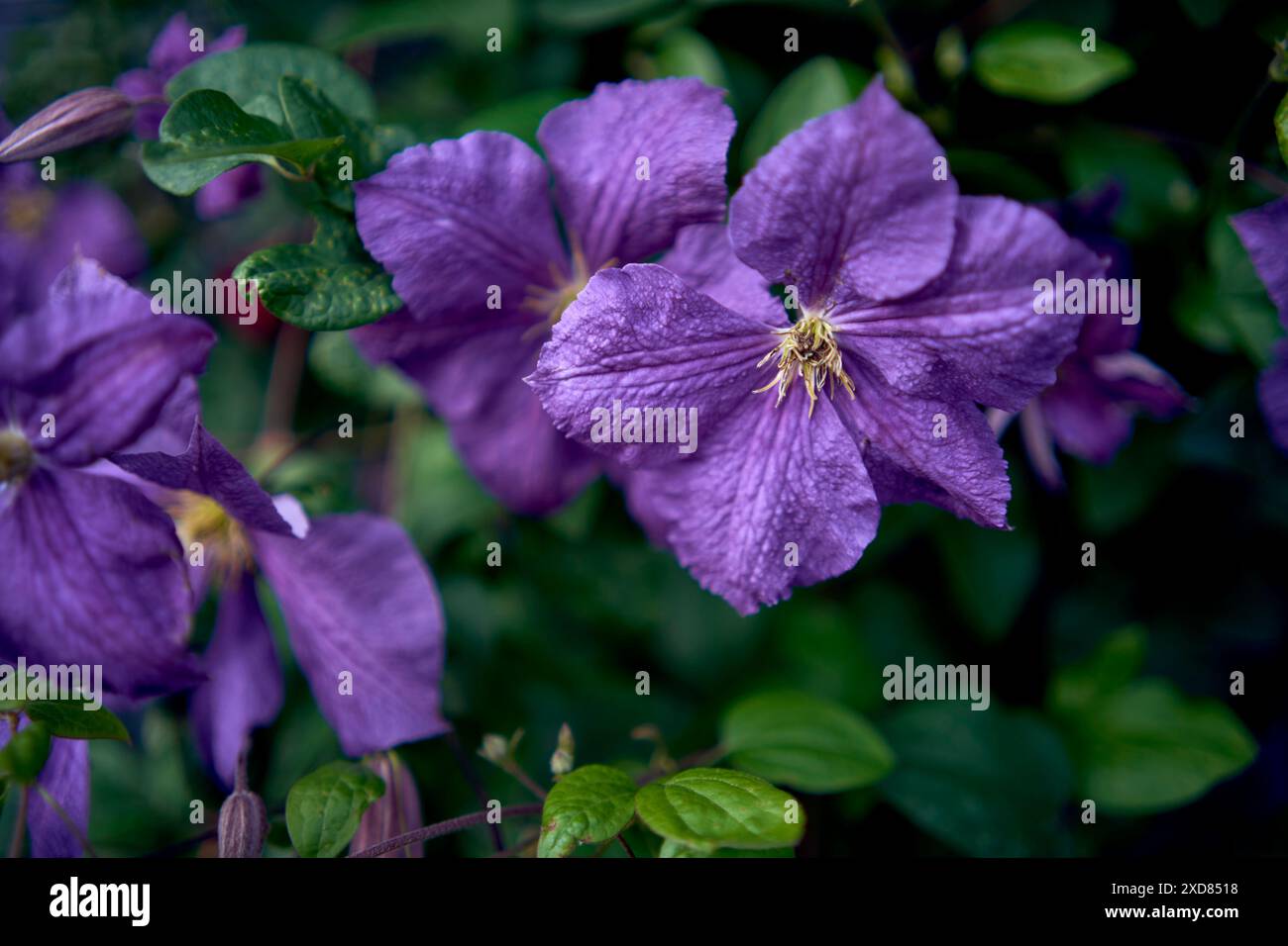 purple flowers of Clematis viticella creeping on the fence Stock Photo ...