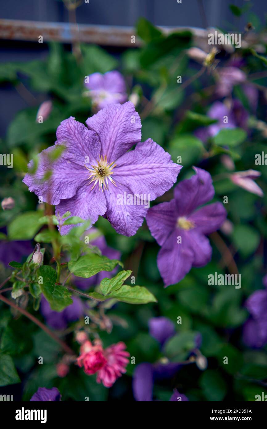 purple flowers of Clematis viticella creeping on the fence Stock Photo ...