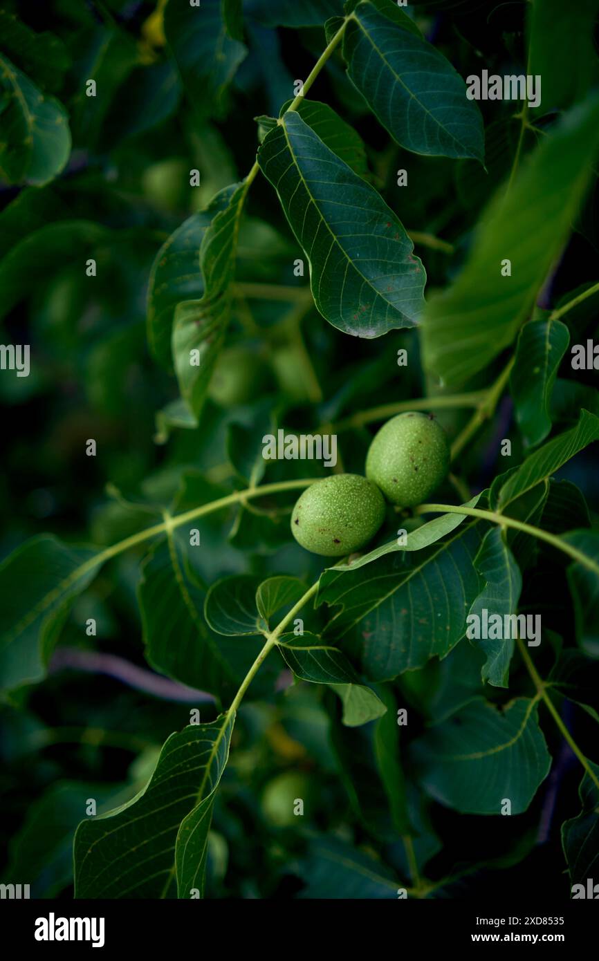Walnuts ripening branch hi-res stock photography and images - Alamy