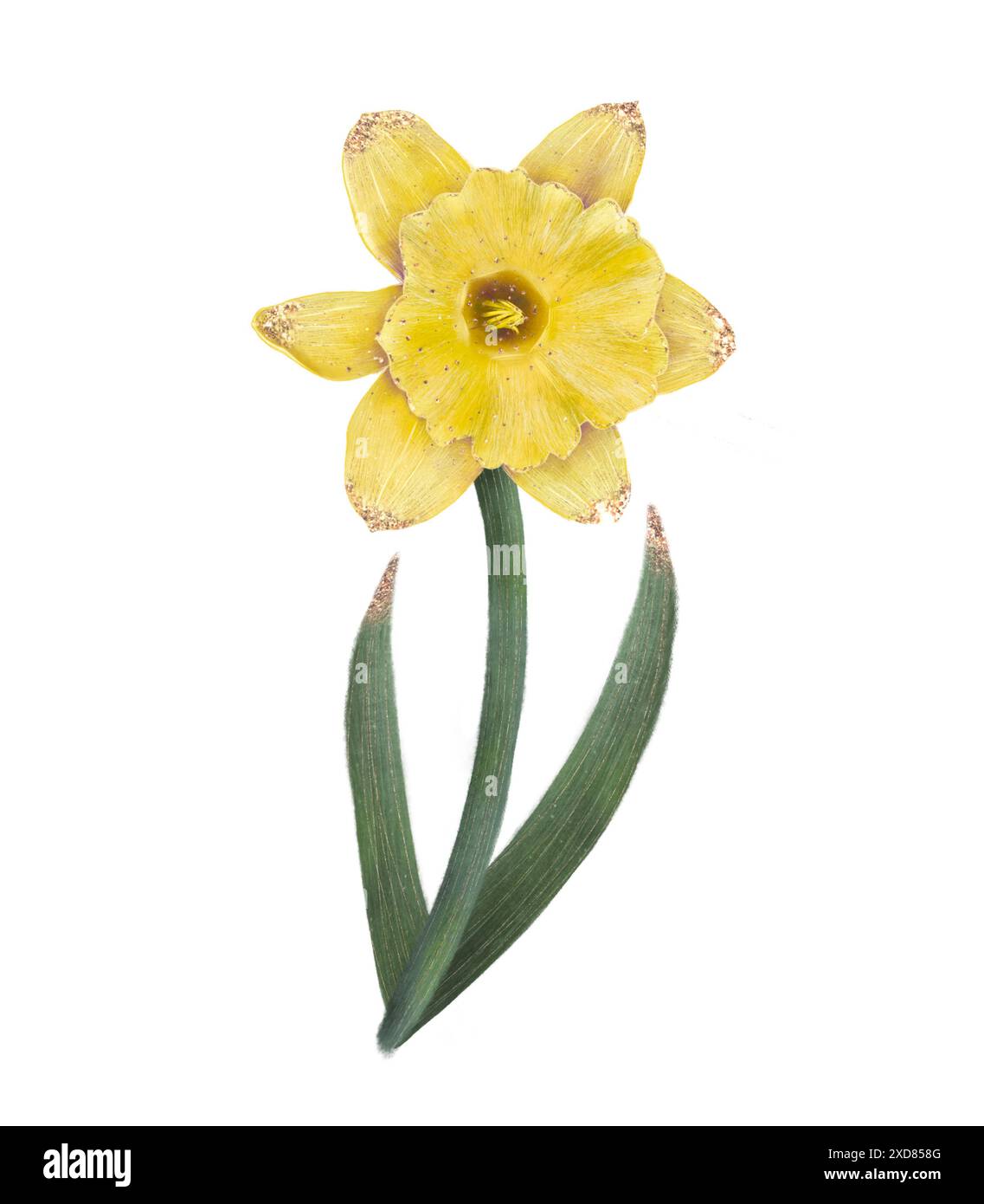Illustration of a yellow daffodil flower with green leaves on a white ...