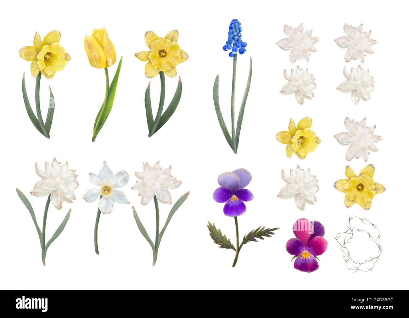Beautiful illustration featuring a variety of spring flowers including ...