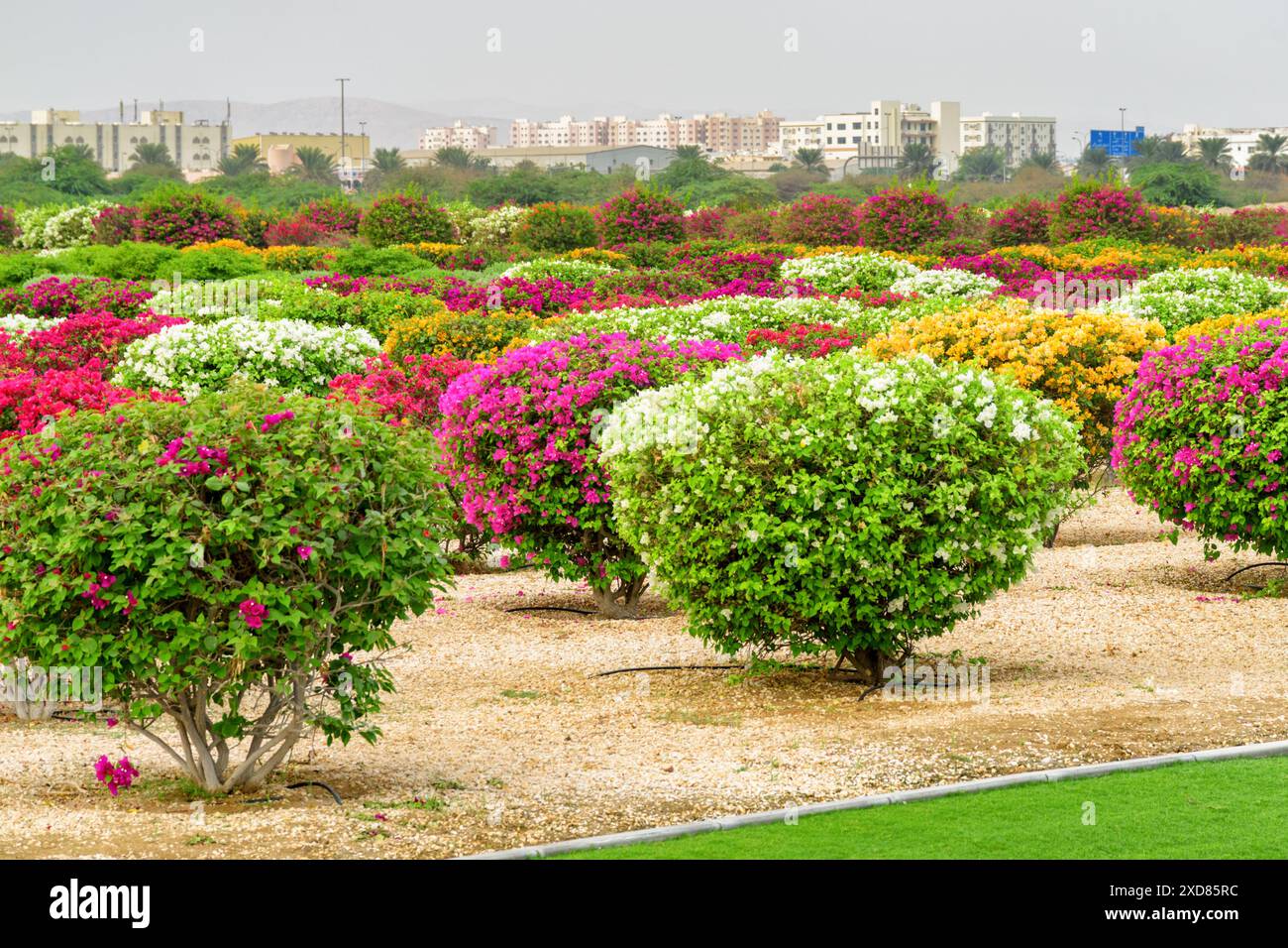 Amazing view of gardens around the Sultan Qaboos Grand Mosque in Muscat ...