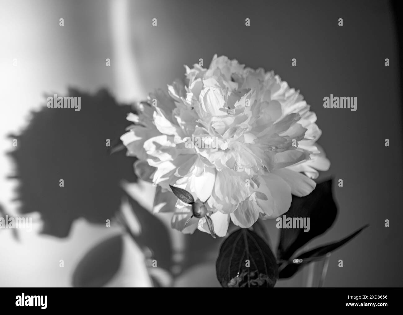Still life with white poinsettia flower, quiet shadows in the ...