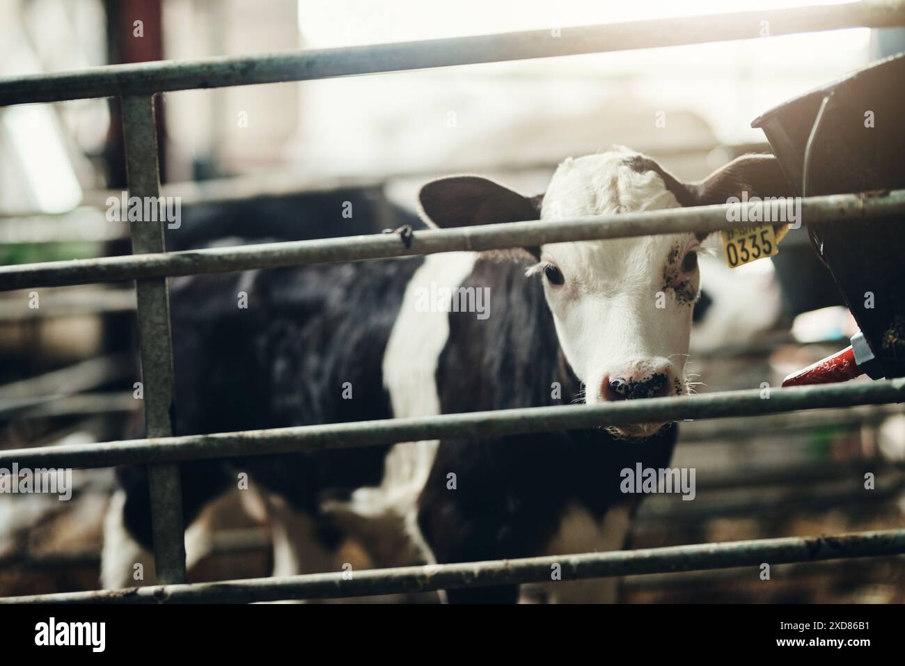 Calf development hi-res stock photography and images - Alamy