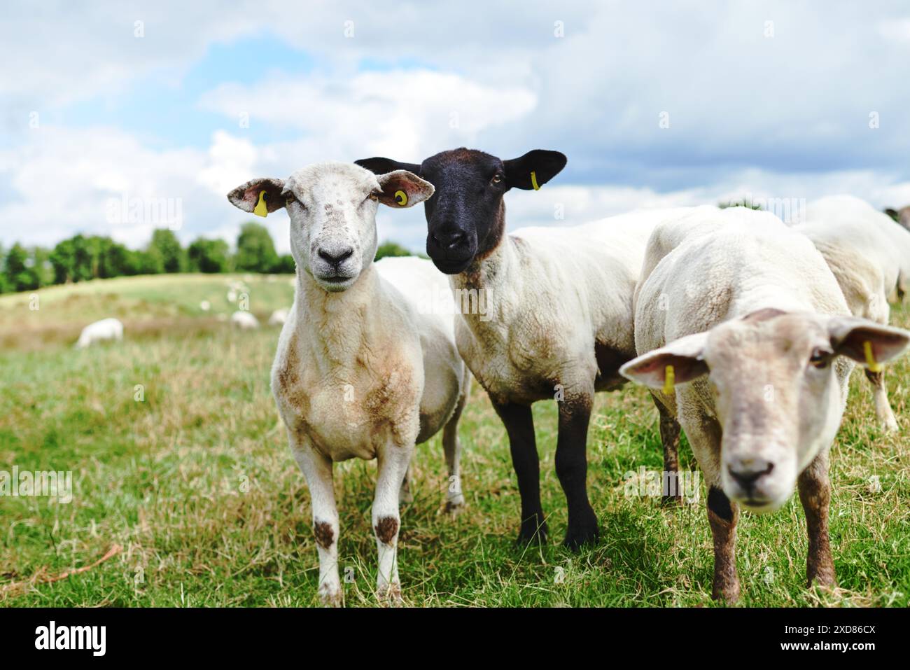 Environment, field and sheep on farm in outdoor, countryside and nature ...