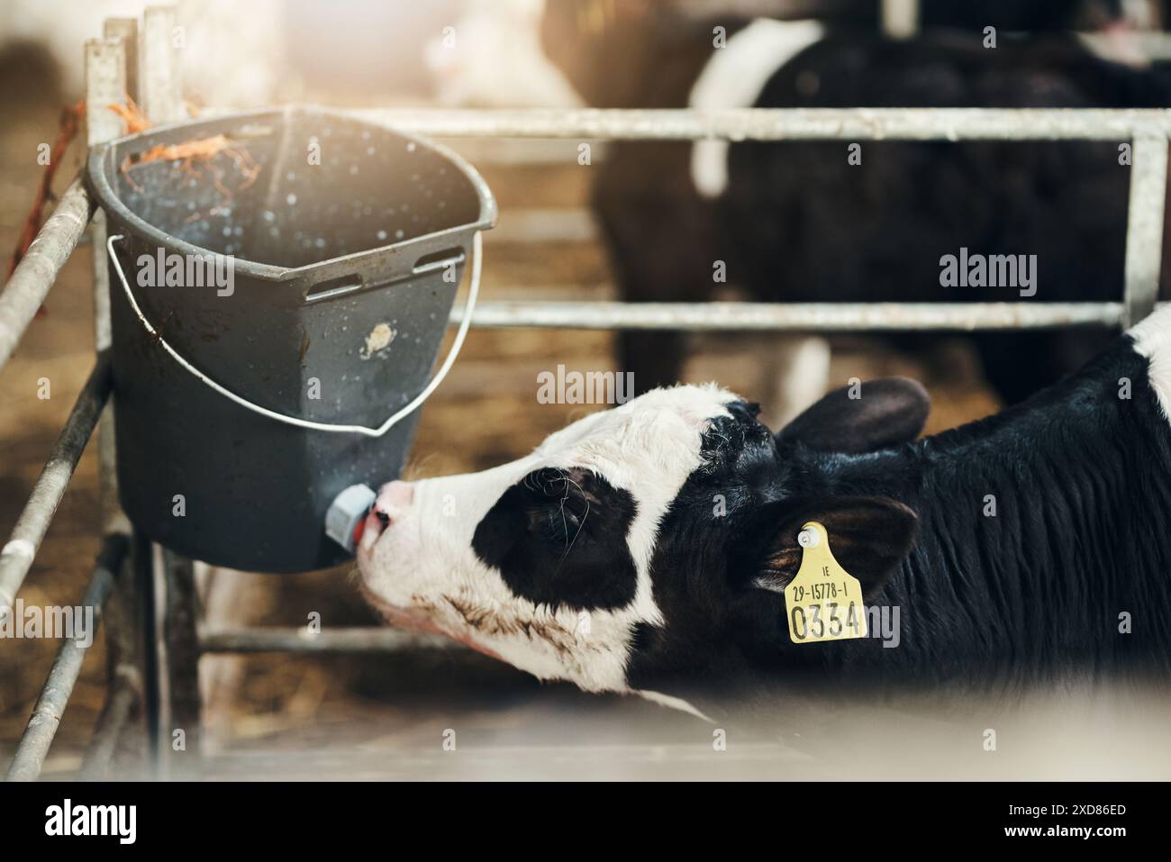 Farming, barn and calf with drink in bucket for nutrition, wellness and ...