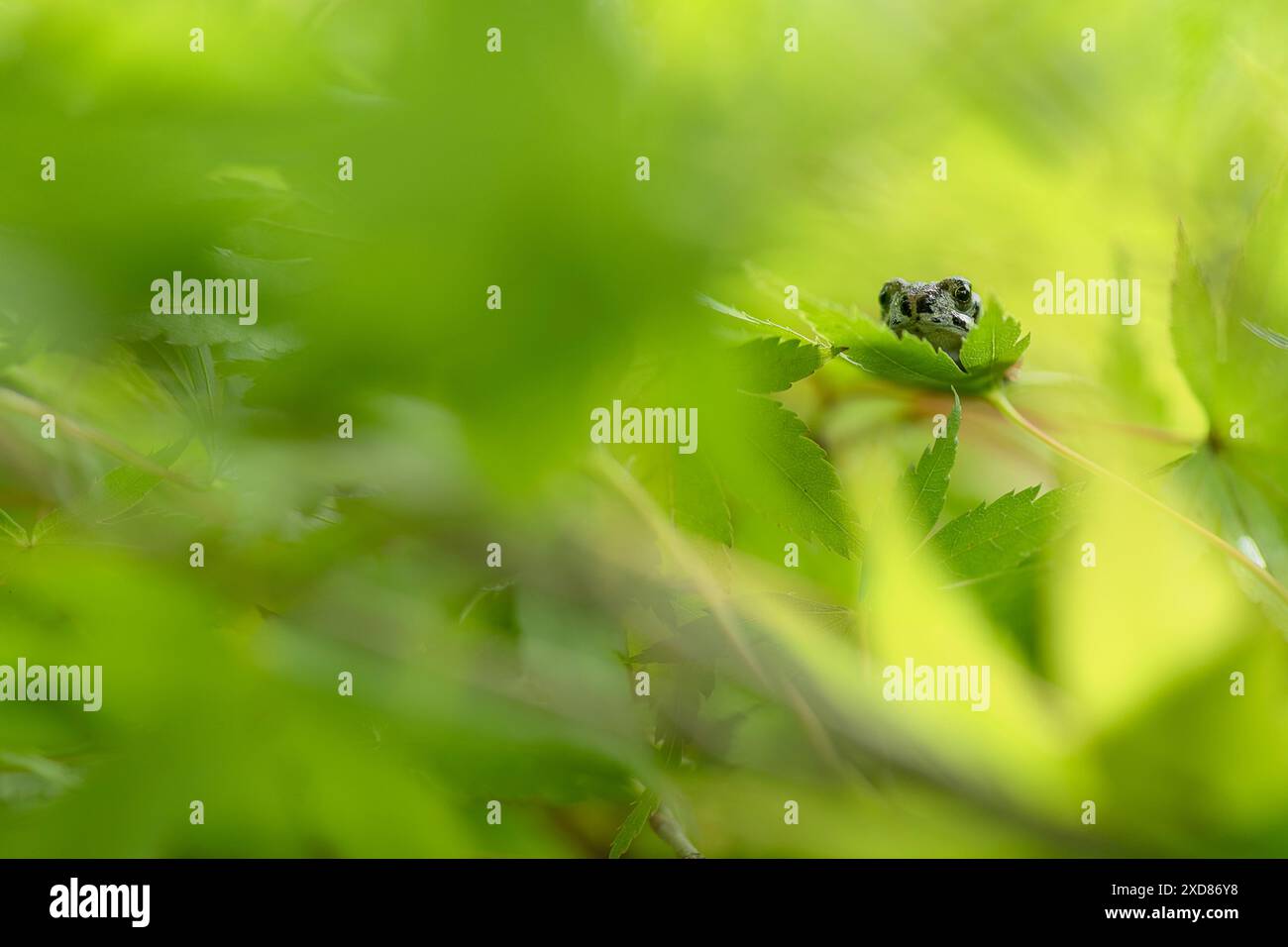 Hiding among the leaves, the young tree frog (Hyla arborea Stock Photo ...