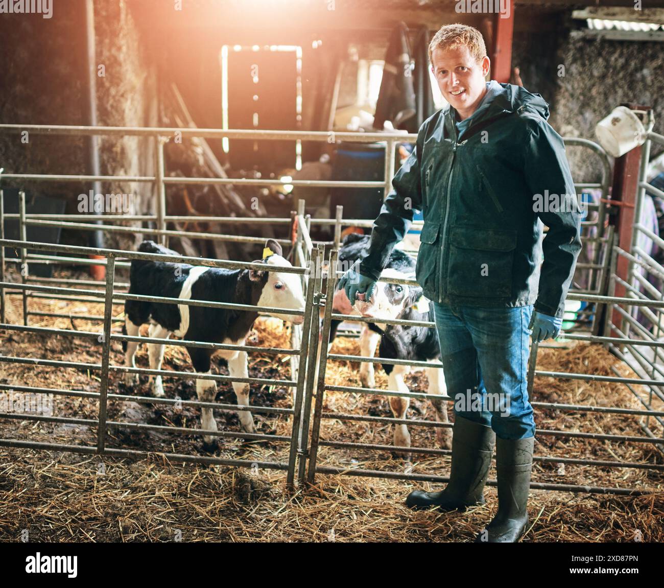 Farm, agriculture and man with cows, nature and grass for sustainable ...