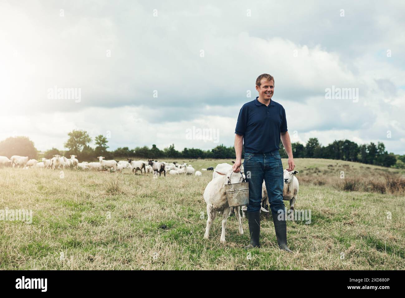 Field, agriculture and man with sheep, nature and grass for sustainable ...