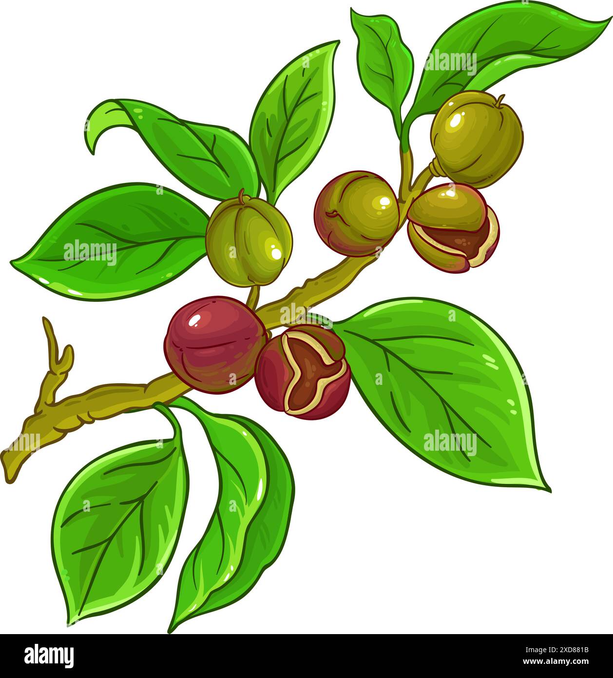 Camelia Branch Colored Detailed Illustration Stock Vector Image & Art ...