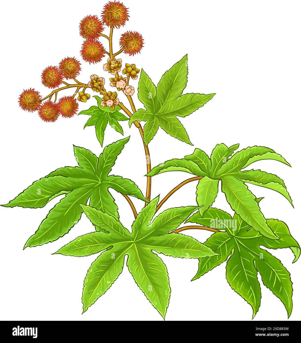 Castor Plant Colored Detailed Illustration Stock Vector Image & Art - Alamy