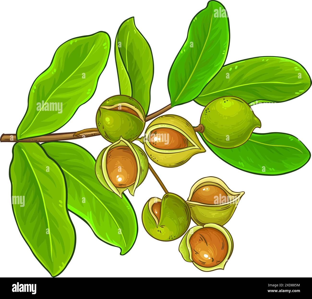 Macadamia Branch Colored Detailed Illustration Stock Vector Image & Art ...