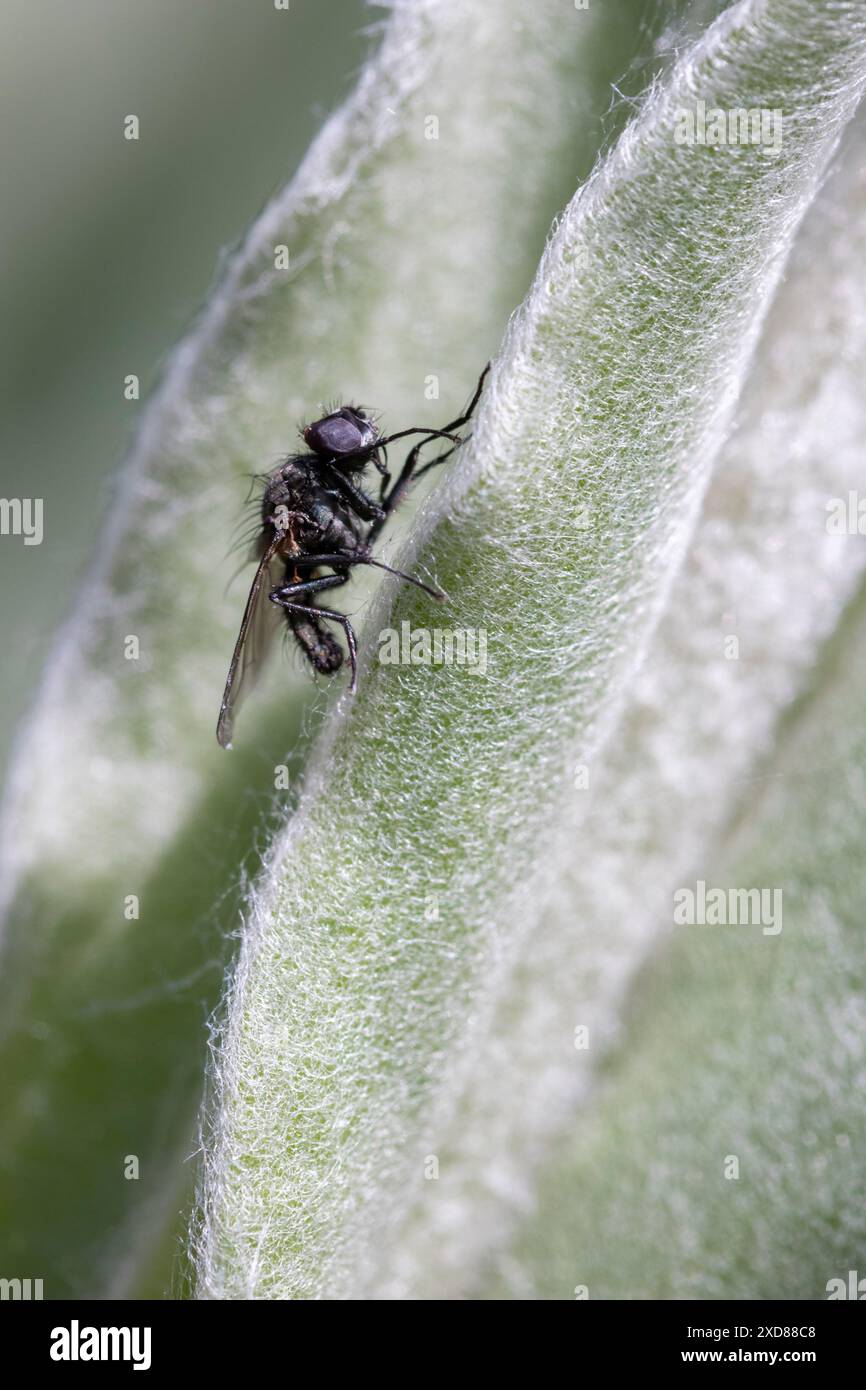Small black fly on the stem of a Rose campion (Lychnis coronaria) plant ...