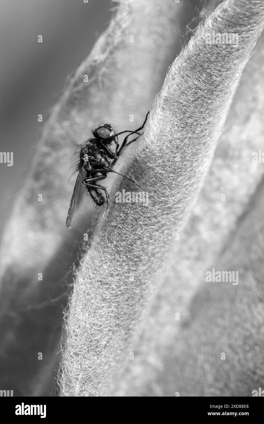 Rose fly Black and White Stock Photos & Images - Alamy