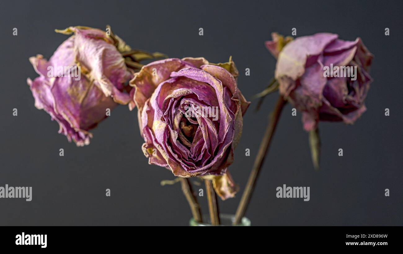 photo of a dry, withered pink rose, distinct petal texture, dry flowers ...